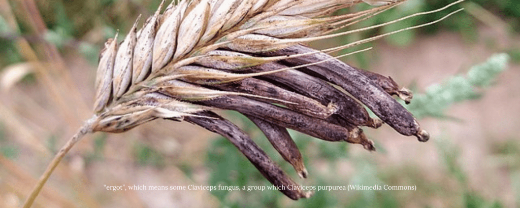 Ergot Poisoning And Ergotism: The Mystery Of St. Anthony’s Fire - The ...