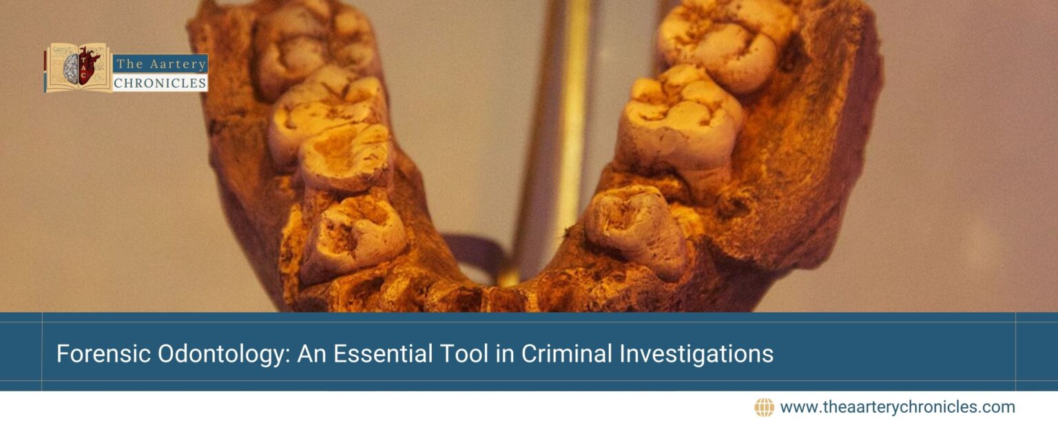 Forensic Odontology: An Essential Tool in Criminal Investigations