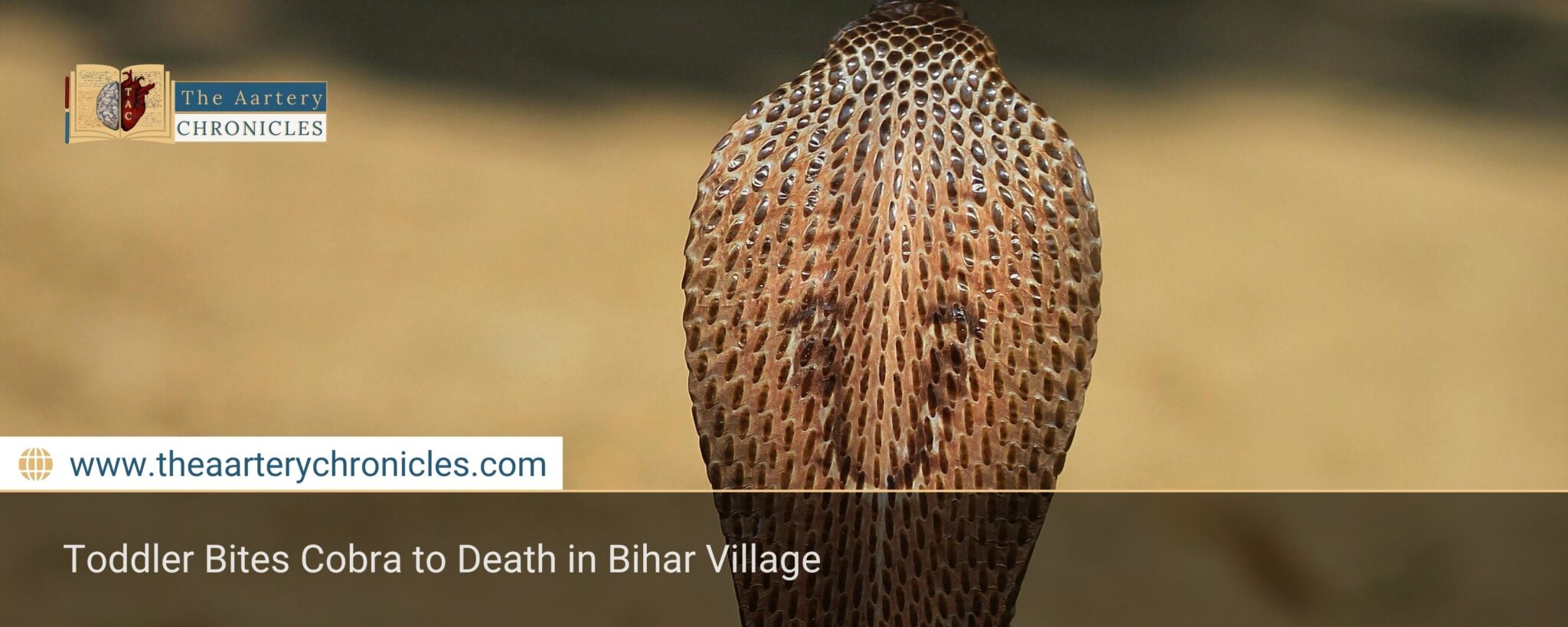 Toddler Bites Cobra to Death in Bihar Village-What happened?