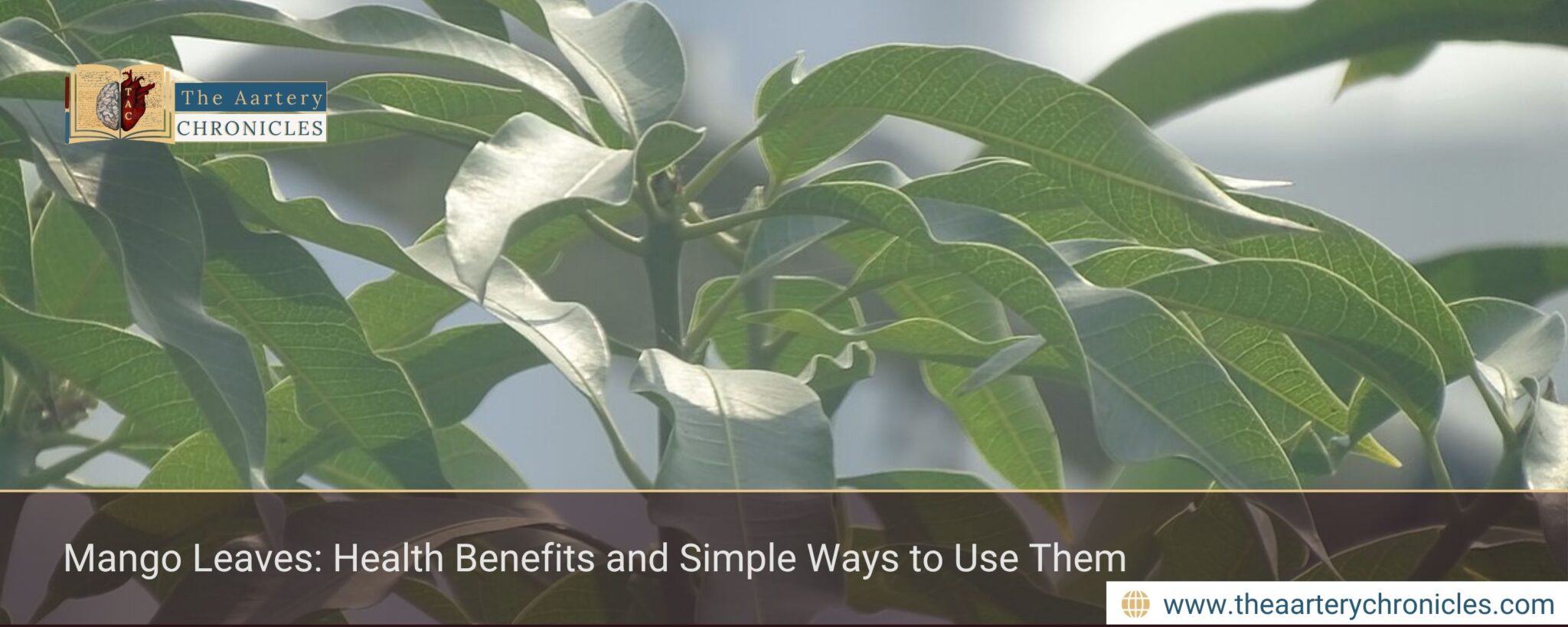 Mango Leaves: Health Benefits and Simple Ways to Use Them